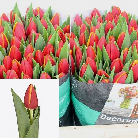 Tulips Body Builder 39cm | Wholesale Dutch Flowers & Florist Supplies UK
