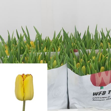 Tulips Cape Town 37cm | Wholesale Dutch Flowers & Florist Supplies UK