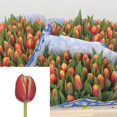 Tulips Crispa Leen 36cm | Wholesale Dutch Flowers & Florist Supplies UK