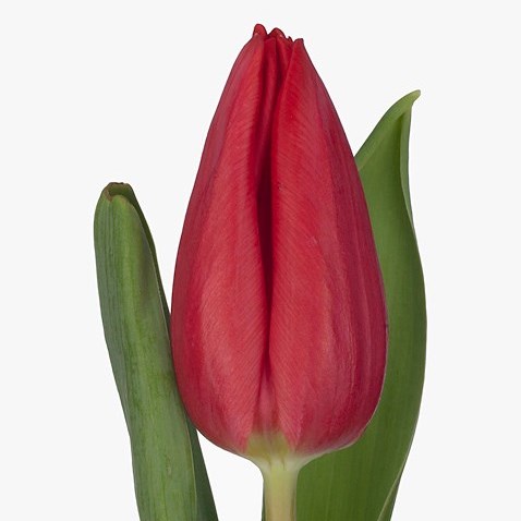 Tulips First Star 45cm | Wholesale Dutch Flowers & Florist Supplies UK