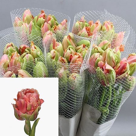 Tulips - French Menton Unique 55cm | Wholesale Dutch Flowers & Florist ...