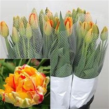 Tulips - French Princess Unique 55cm | Wholesale Dutch Flowers ...
