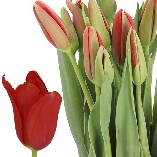 Tulips - French Red Proud 65cm | Wholesale Dutch Flowers & Florist ...