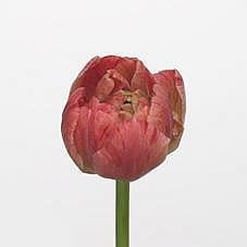 Tulips Libretto Double 36cm | Wholesale Dutch Flowers & Florist Supplies UK