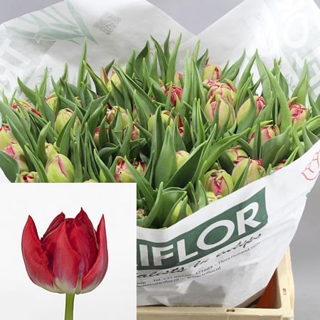 Tulips Magic Price 37cm | Wholesale Dutch Flowers & Florist Supplies UK