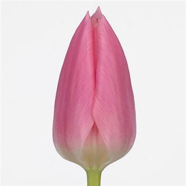 Tulips Matchmaker 38cm | Wholesale Dutch Flowers & Florist Supplies UK