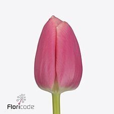Tulips Milkshake 43cm | Wholesale Dutch Flowers & Florist Supplies UK