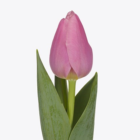 Tulips Mosni 44cm | Wholesale Dutch Flowers & Florist Supplies UK