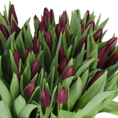 Tulips Night Vision 40cm | Wholesale Dutch Flowers & Florist Supplies UK