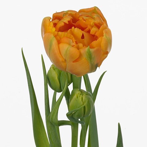 Tulips Orca 38cm | Wholesale Dutch Flowers & Florist Supplies UK