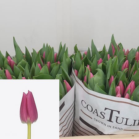 Tulips Sandor 40cm | Wholesale Dutch Flowers & Florist Supplies UK