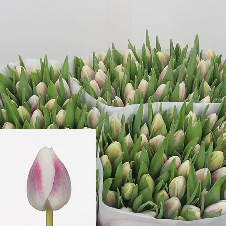 Tulips Solero 35cm | Wholesale Dutch Flowers & Florist Supplies UK