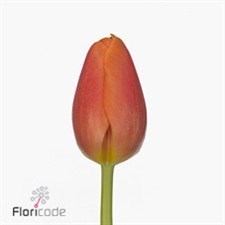 Tulips Time Out 45cm | Wholesale Dutch Flowers & Florist Supplies UK