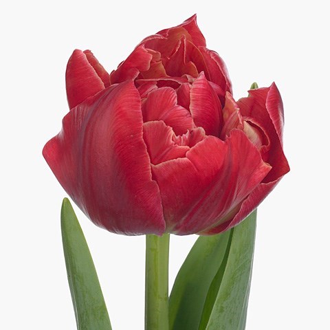 Tulips Verona Sunrise 40cm | Wholesale Dutch Flowers & Florist Supplies UK