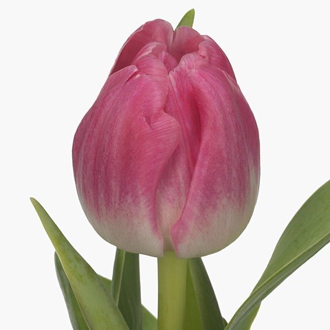 Tulips Voque 40cm | Wholesale Dutch Flowers & Florist Supplies UK