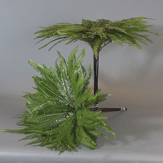 Umbrella Fern 60cm | Wholesale Dutch Flowers & Florist Supplies UK
