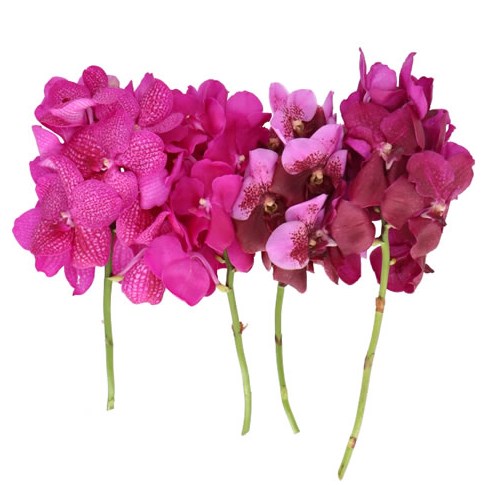 VANDA ORCHID - PINK MIX | Wholesale Dutch Flowers & Florist Supplies UK