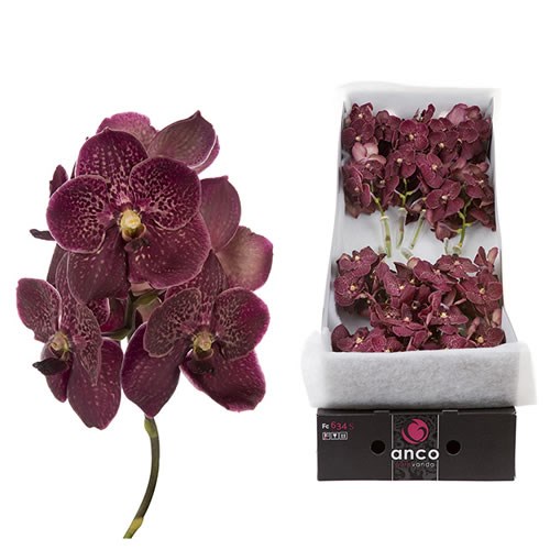 VANDA ORCHID - SUNANDA CHOCOLATE RED | Wholesale Dutch Flowers ...