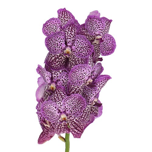 VANDA ORCHID - SUNANDA ROYAL PURPLE 8+ | Wholesale Dutch Flowers ...