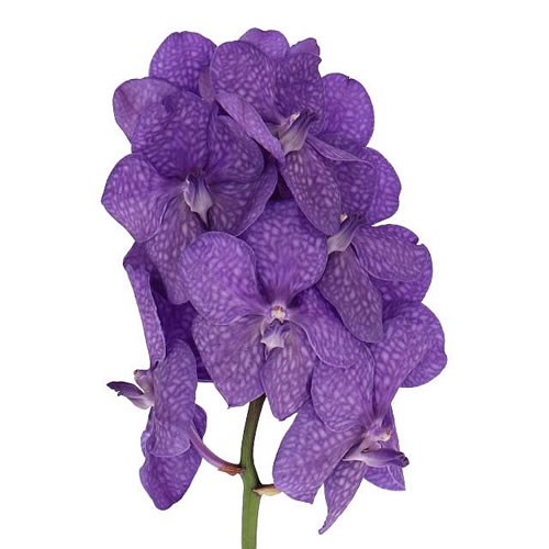 VANDA ORCHID - TAYANEE MINI BLUE 20cm | Wholesale Dutch Flowers ...