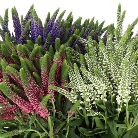 VERONICA MIX 50cm | Wholesale Dutch Flowers & Florist Supplies UK