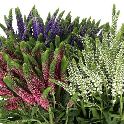 VERONICA MIX 60cm | Wholesale Dutch Flowers & Florist Supplies UK