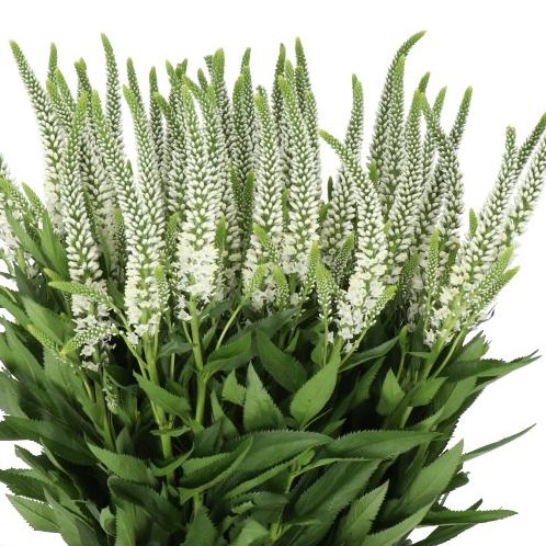VERONICA SKYLER WHITE 65cm | Wholesale Dutch Flowers & Florist Supplies UK