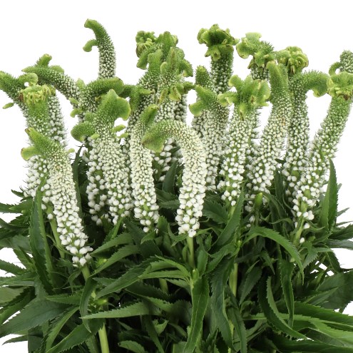VERONICA SMART ALIEN WHITE 60cm | Wholesale Dutch Flowers & Florist ...