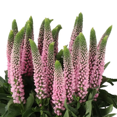 VERONICA SMART ENJOYCE 60cm | Wholesale Dutch Flowers & Florist Supplies UK