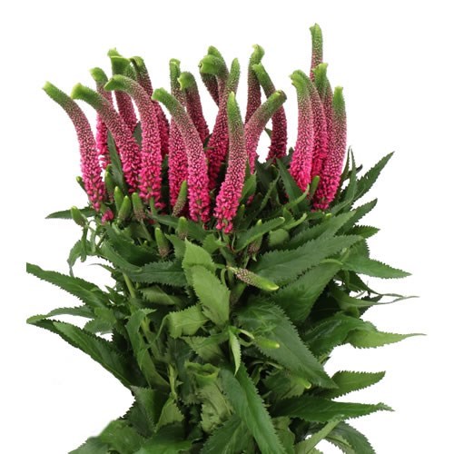 VERONICA SMART ISELLE 50cm | Wholesale Dutch Flowers & Florist Supplies UK