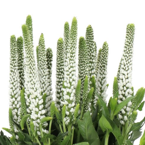 VERONICA SMART JEWEL 60cm | Wholesale Dutch Flowers & Florist Supplies UK