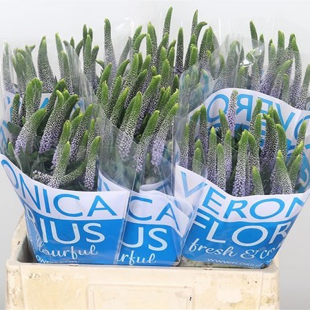 VERONICA SMART JUNE 50cm | Wholesale Dutch Flowers & Florist Supplies UK