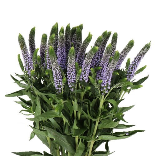 VERONICA SMART JUNE 50cm | Wholesale Dutch Flowers & Florist Supplies UK