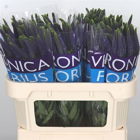 VERONICA SMART NAVY 50cm | Wholesale Dutch Flowers & Florist Supplies UK
