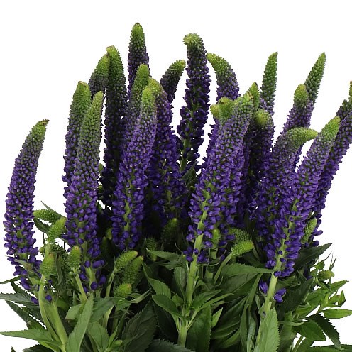 VERONICA SMART NAVY 50cm | Wholesale Dutch Flowers & Florist Supplies UK