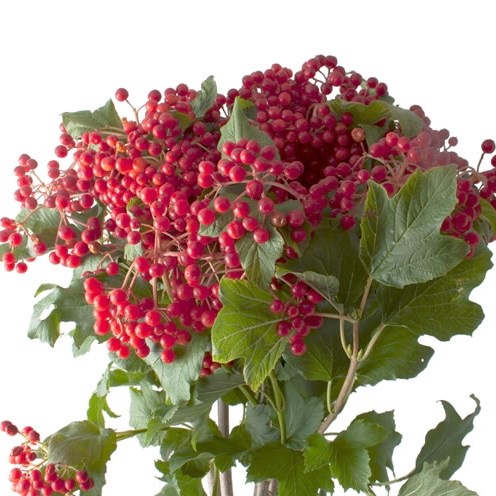 VIBURNUM COMPACTUM RED 70cm | Wholesale Dutch Flowers & Florist Supplies UK
