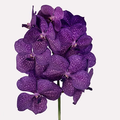 Vanda Orchid - Dark Blue Magic | Wholesale Dutch Flowers & Florist ...