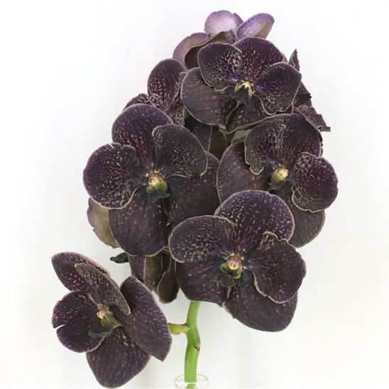 Vanda Orchid - Sunanda Dark Chocolate Brown | Wholesale Dutch Flowers ...