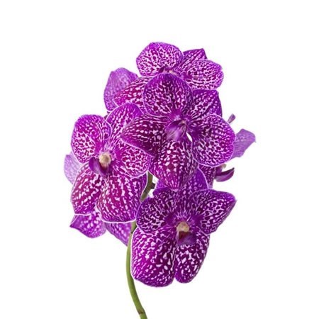 Vanda Orchid - Sunanda Lipstick | Wholesale Dutch Flowers & Florist ...
