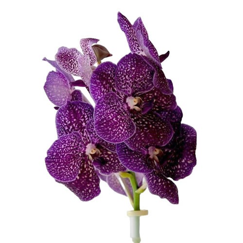 Vanda Orchid - Sunanda Violetta Dark | Wholesale Dutch Flowers ...