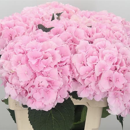 Hydrangea Verena Pink 65cm | Wholesale Dutch Flowers & Florist Supplies UK