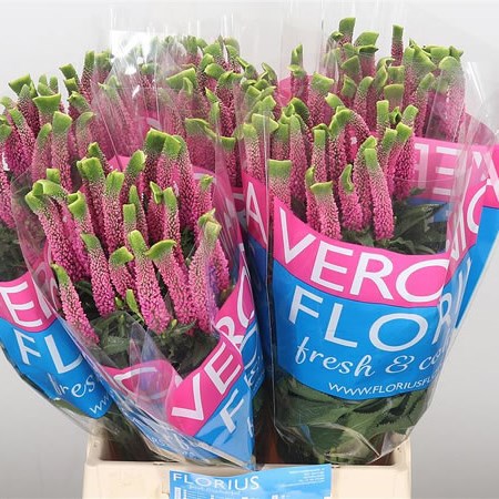 Veronica Caya 50cm | Wholesale Dutch Flowers & Florist Supplies UK