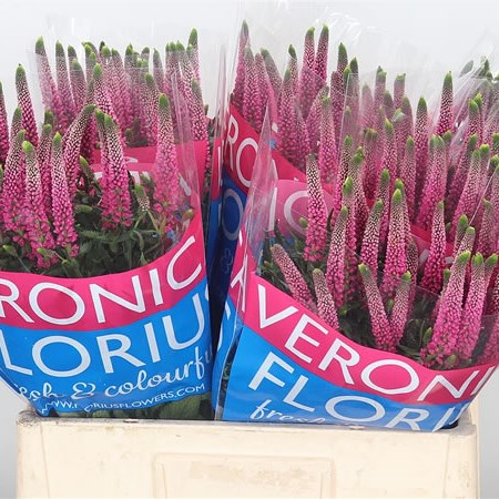 Veronica Smart Artist 60cm | Wholesale Dutch Flowers & Florist Supplies UK