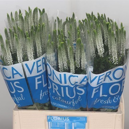 Veronica Smart Luna 50cm | Wholesale Dutch Flowers & Florist Supplies UK