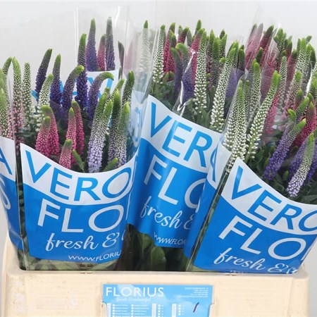 Veronica Smart Rainbow Mix 60cm | Wholesale Dutch Flowers & Florist ...