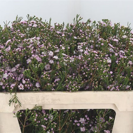 WAXFLOWER DANCING QUEEN 70cm 40gm | Wholesale Dutch Flowers & Florist ...