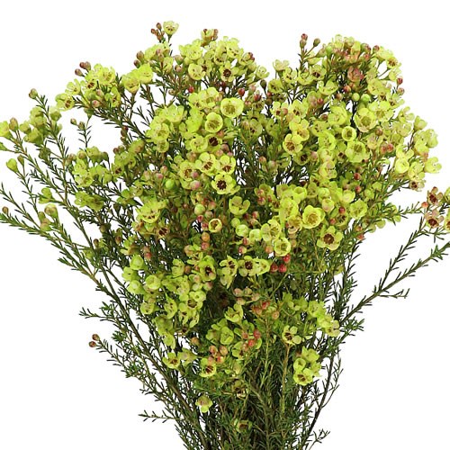 WAXFLOWER DYED APPLE GREEN 80cm | Wholesale Dutch Flowers & Florist ...