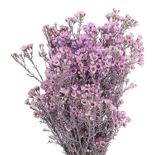 WAXFLOWER DYED LILAC 80cm | Wholesale Dutch Flowers & Florist Supplies UK