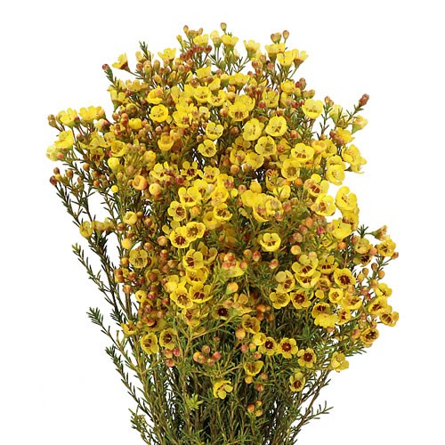 WAXFLOWER DYED YELLOW 80cm | Wholesale Dutch Flowers & Florist Supplies UK