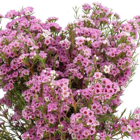 WAXFLOWER GISELLE 60cm 30gm | Wholesale Dutch Flowers & Florist Supplies UK
